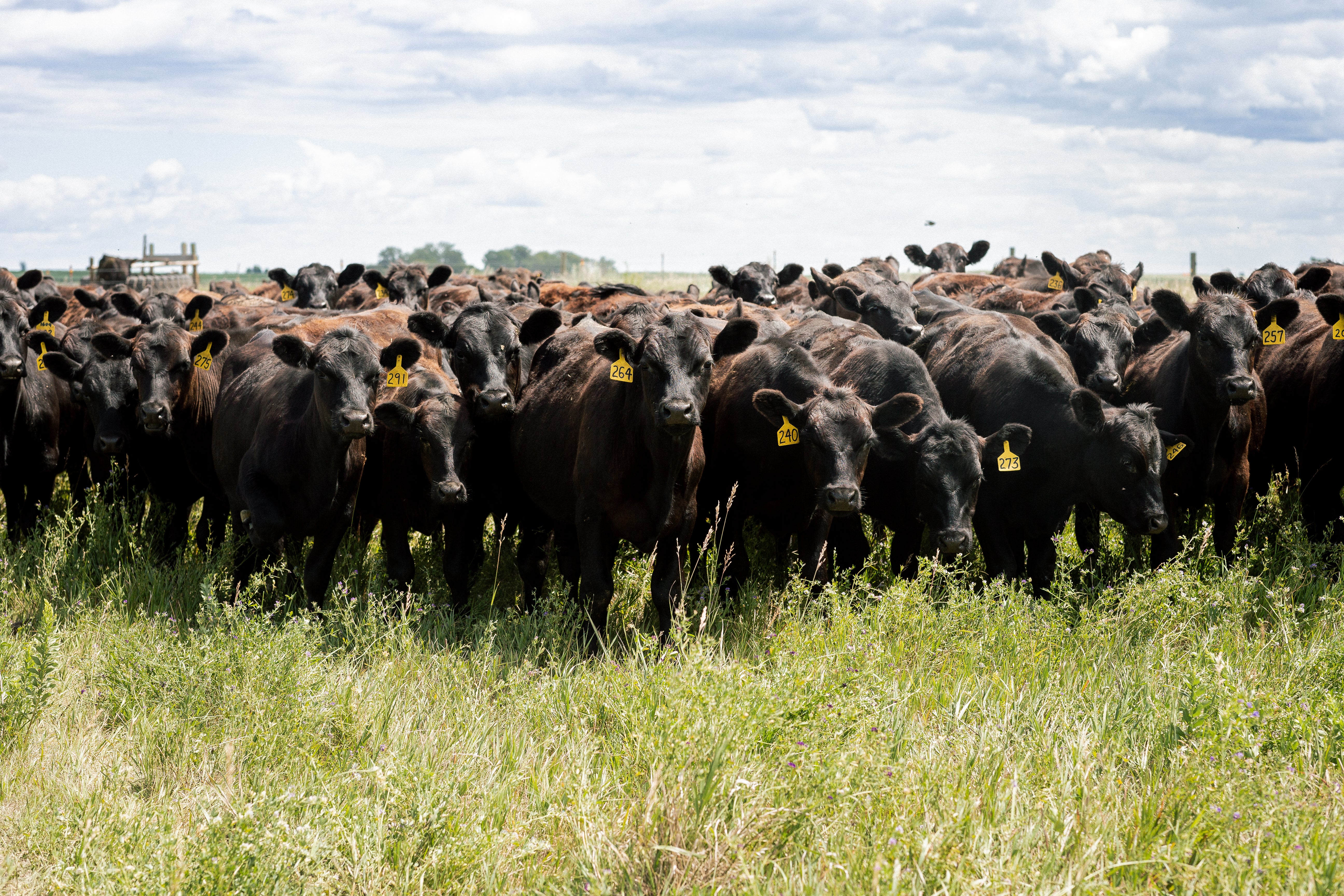 Cattle Feed – Maddock Ranch Supply