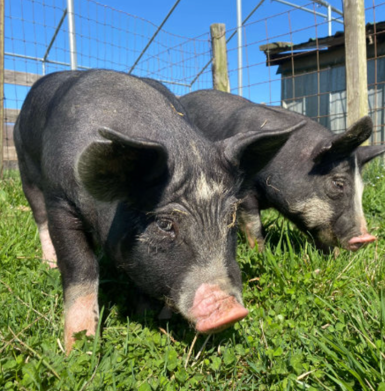 Show Ring - Pigs – Maddock Ranch Supply