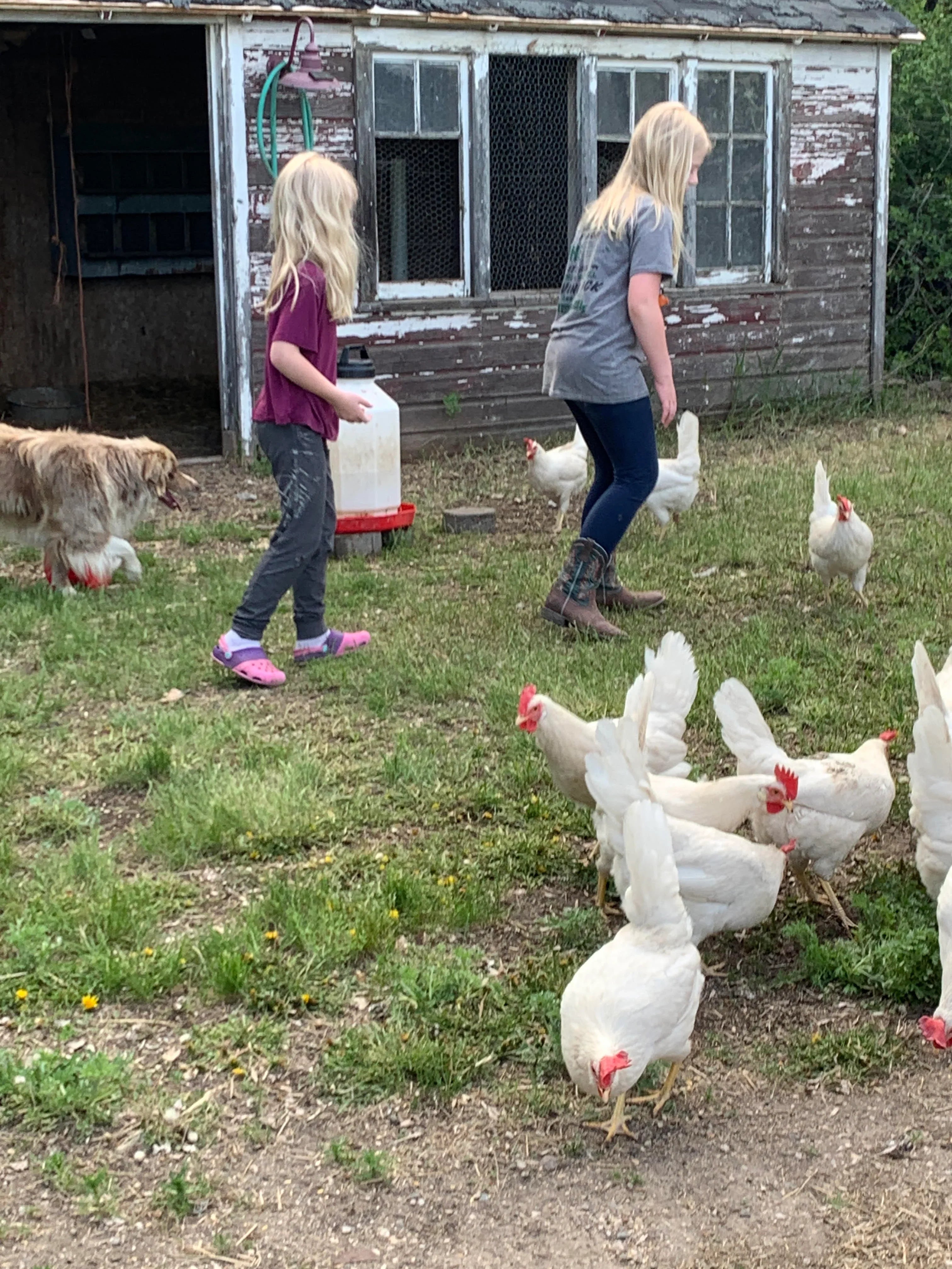 Poultry – Maddock Ranch Supply